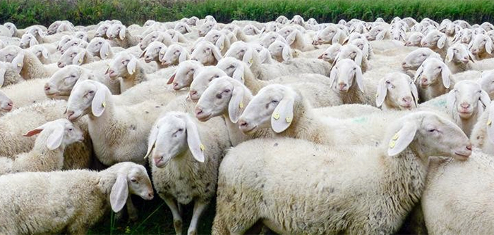 Invasione di pecore tra Alessandria e Spinetta Marengo, rientrati i ...